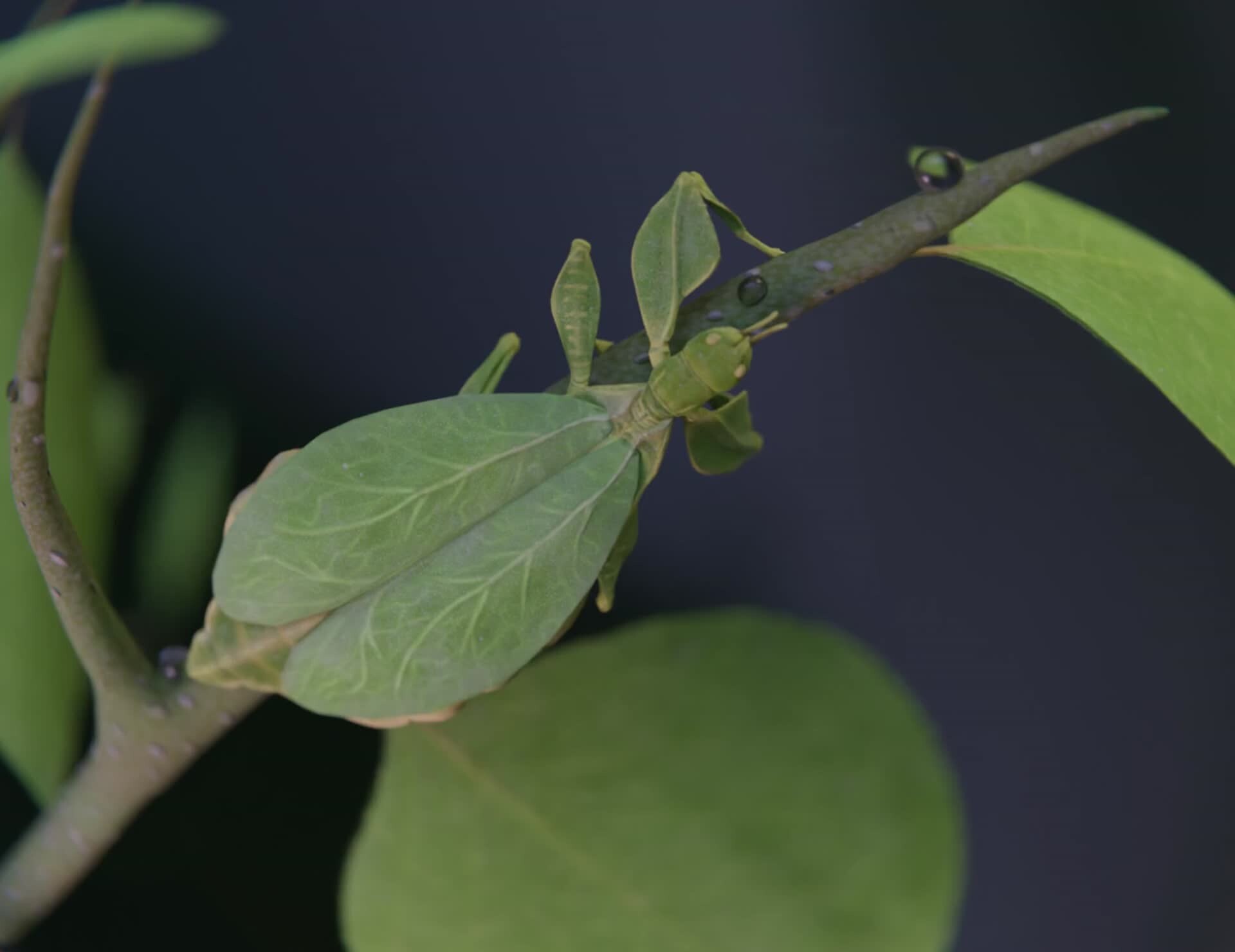 ArtStation - THE LEAF INSECT