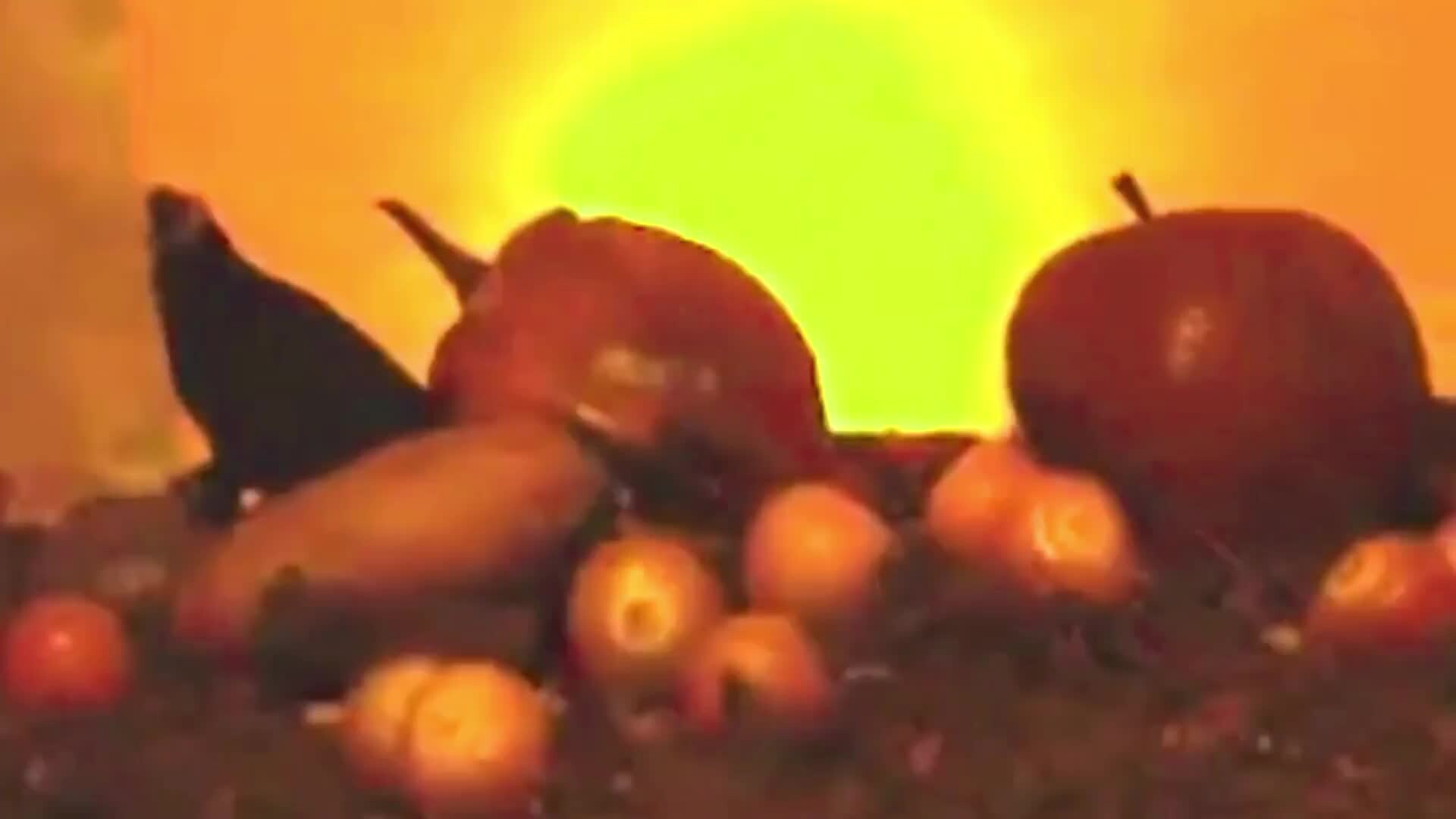 DADOARTS - FRUITS VIDEO