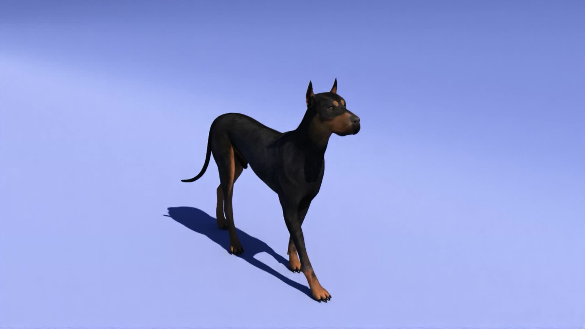 ArtStation - Dog Walk Animation