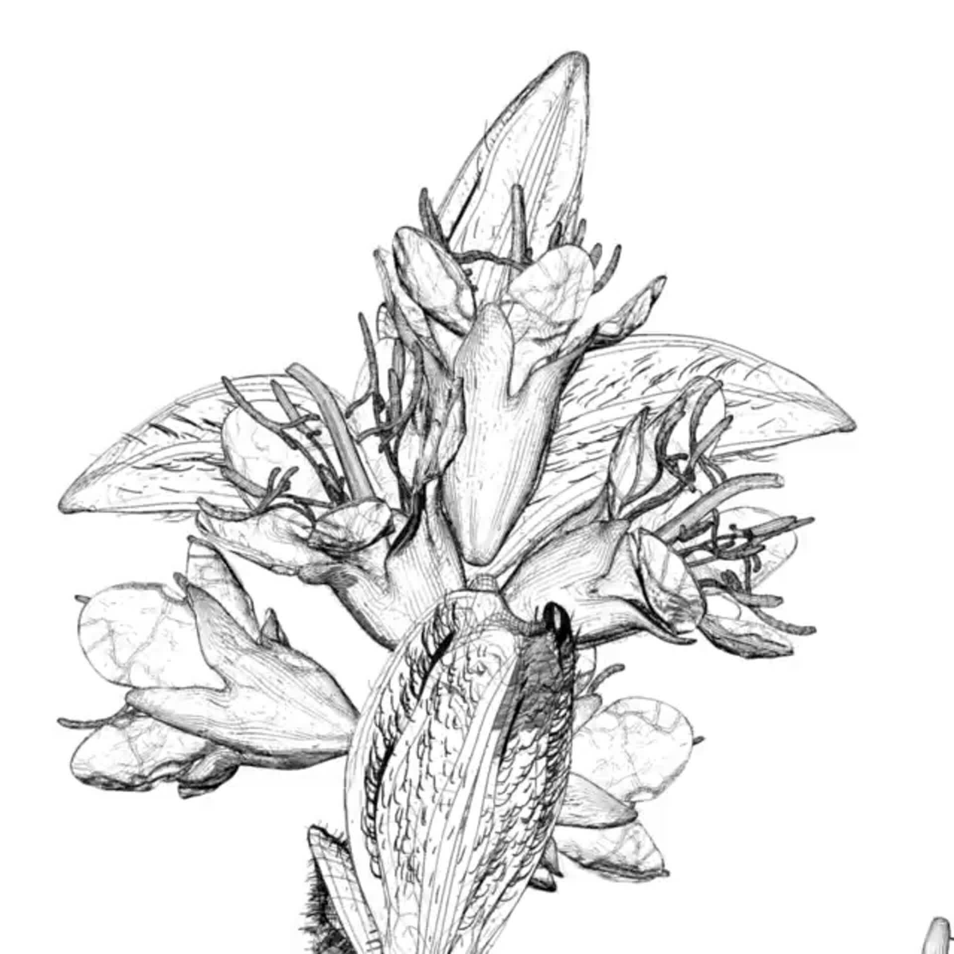 ArtStation - Botanical Illustration - Melastomataceae