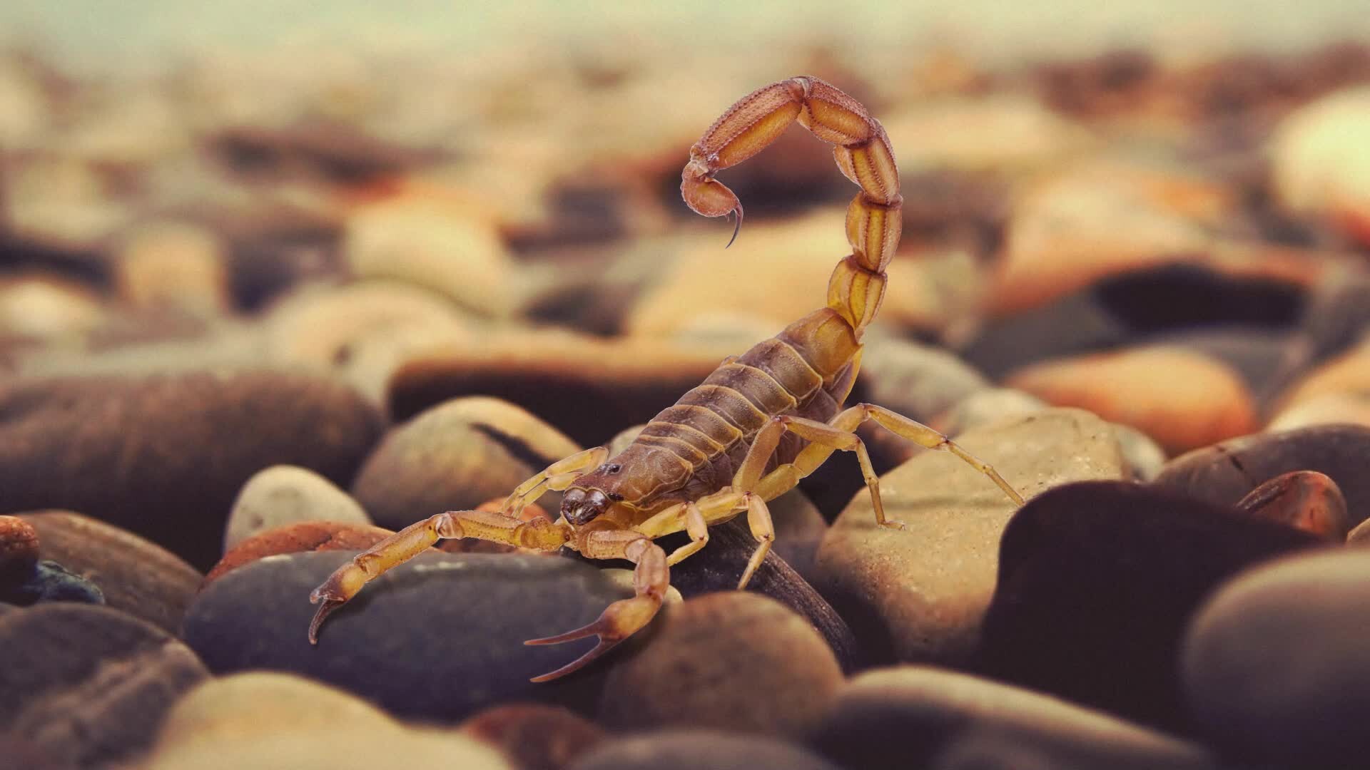 ArtStation - scorpio animation - spine 2D