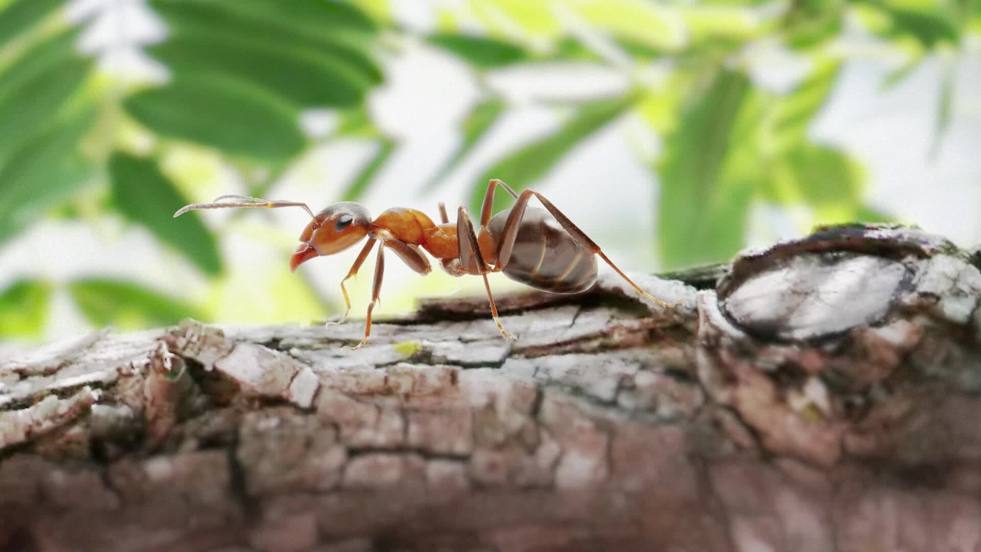 ArtStation - ant animation - spine 2D