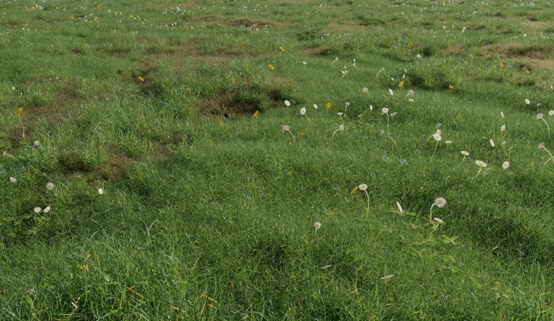 ArtStation - Animated Grass