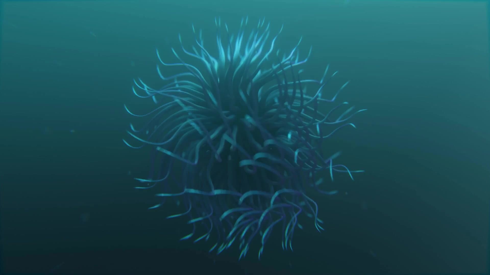 ArtStation - Procedural looping sea anemone animation