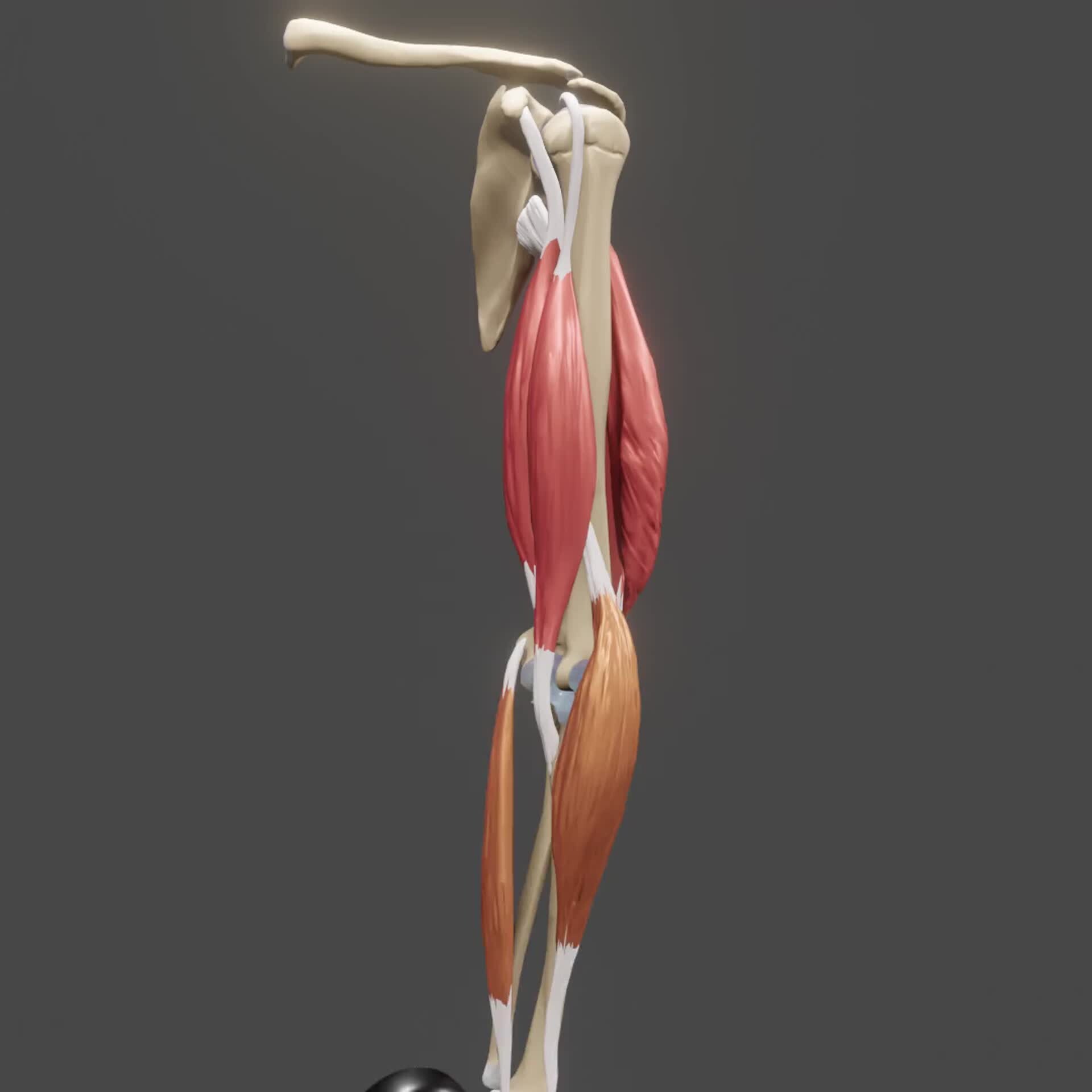 ArtStation - Human Muscle Animations