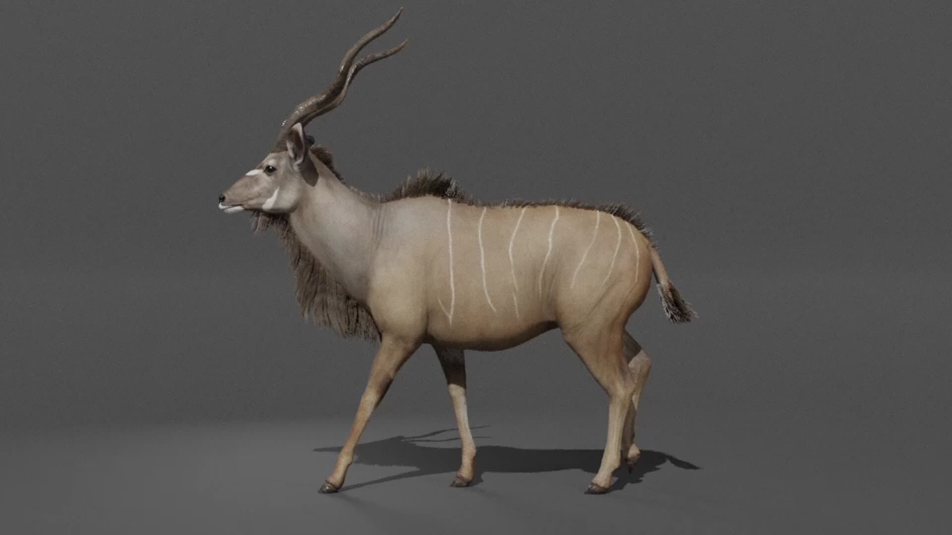 ArtStation - Greater Kudu animations