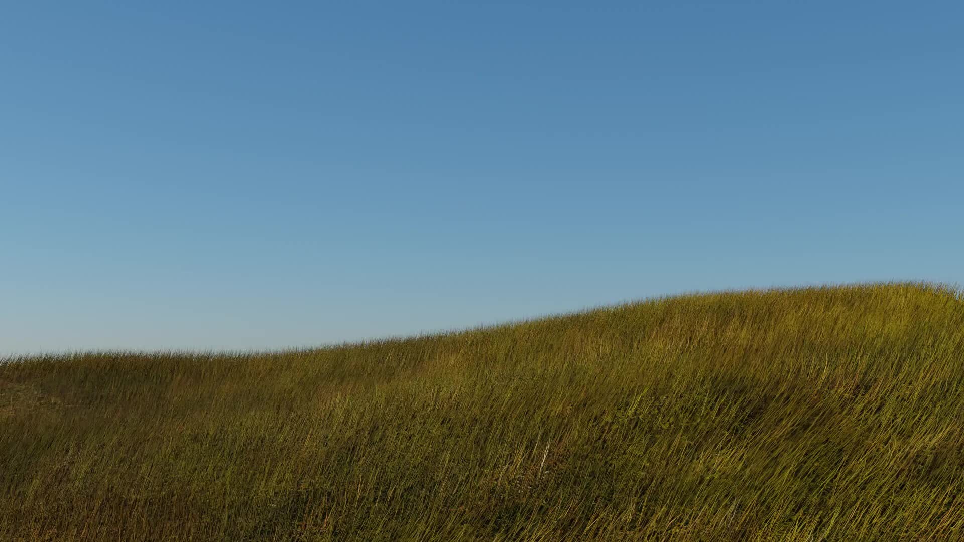 ArtStation - Animated Grass Render