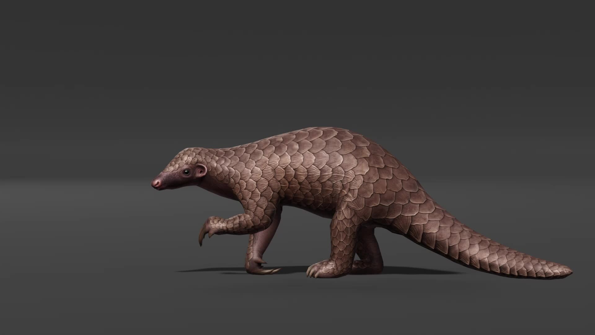 ArtStation - Pangolin animations