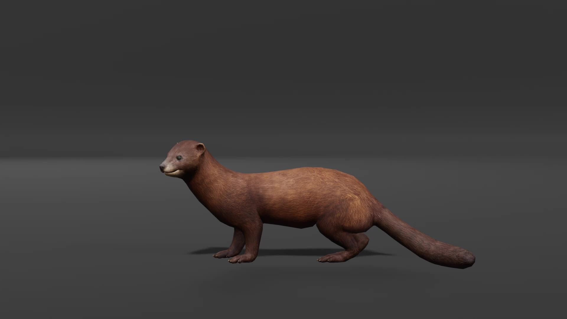 ArtStation - European mink animations
