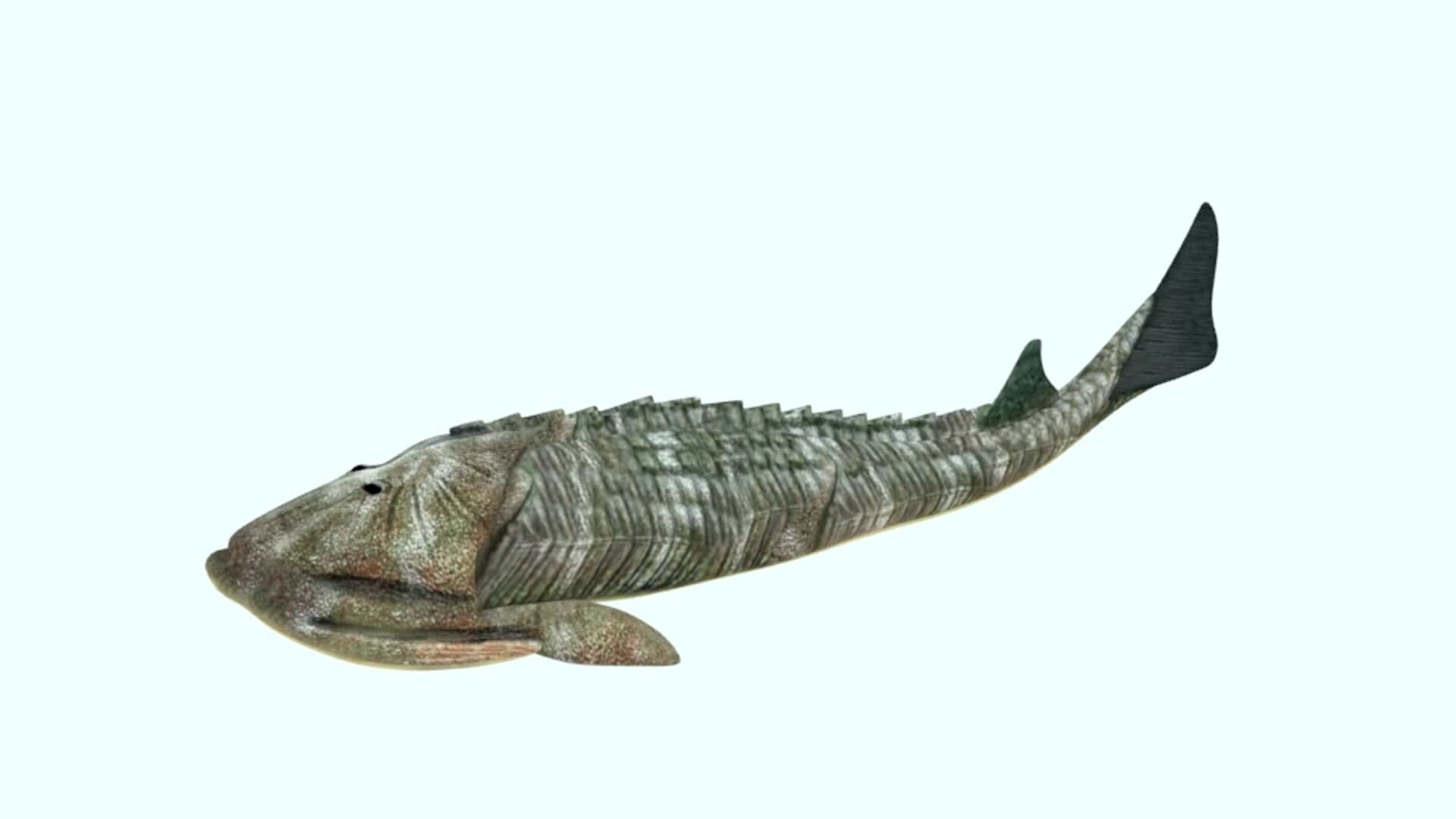 ArtStation - ostracoderm