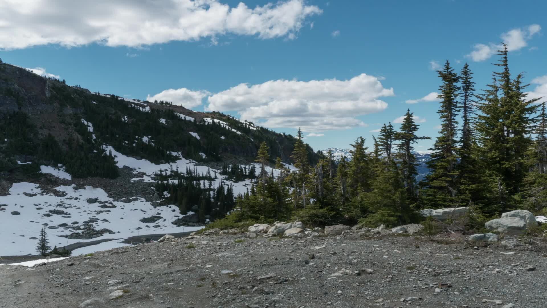 ArtStation - Tree Line