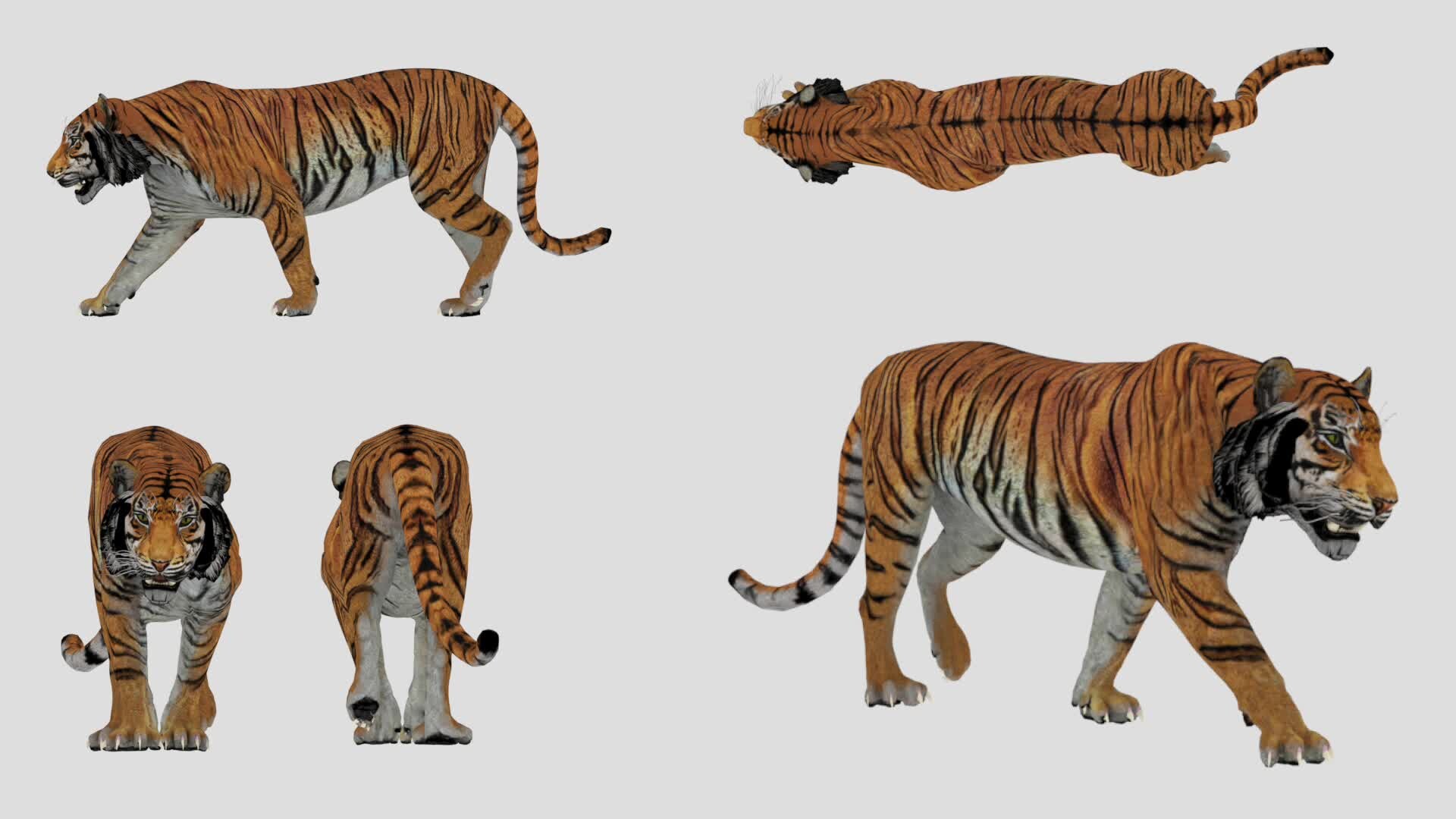 ArtStation - Tiger Walk Cycle