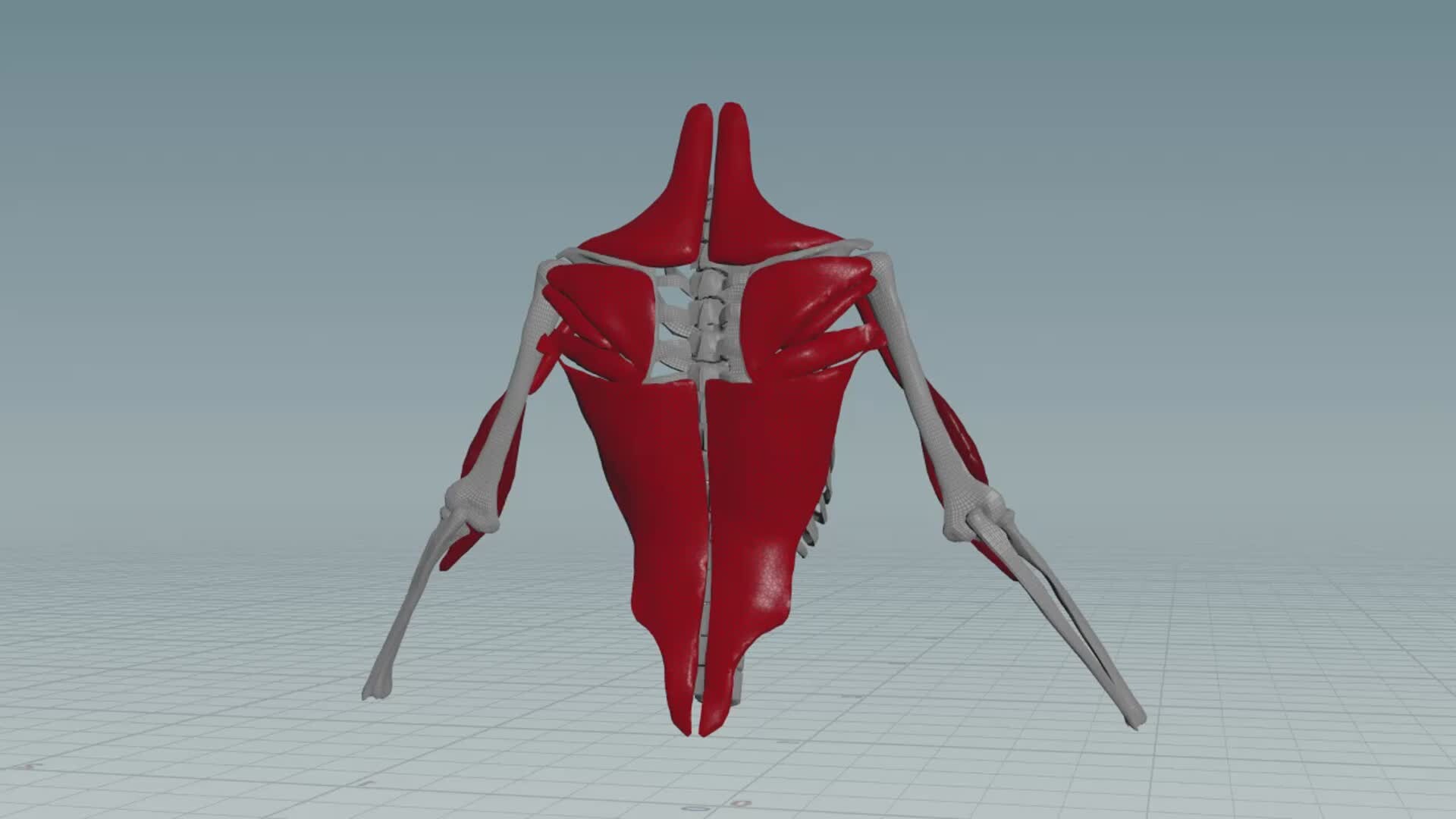 ArtStation - Houdini Muscle Set-Up