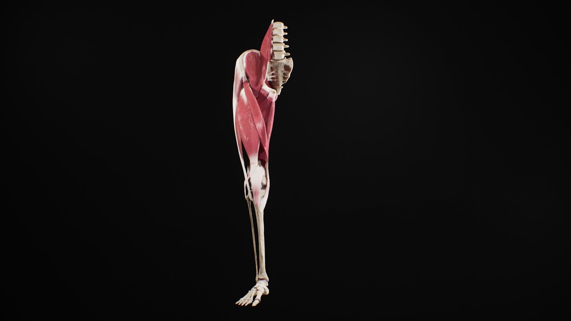 ArtStation - Muscle Action of Hip Lateral Rotation