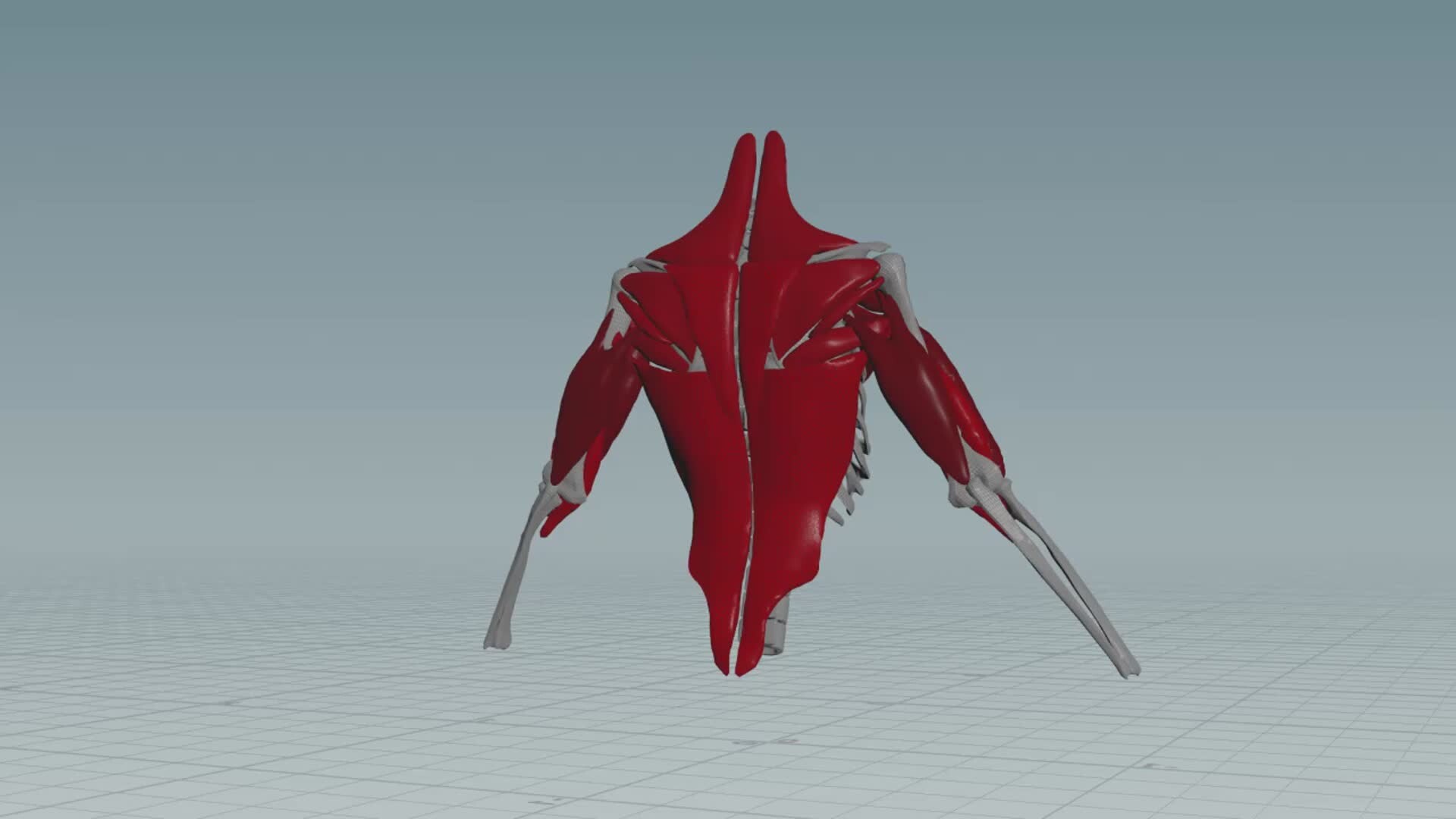 ArtStation - Houdini Muscles set up