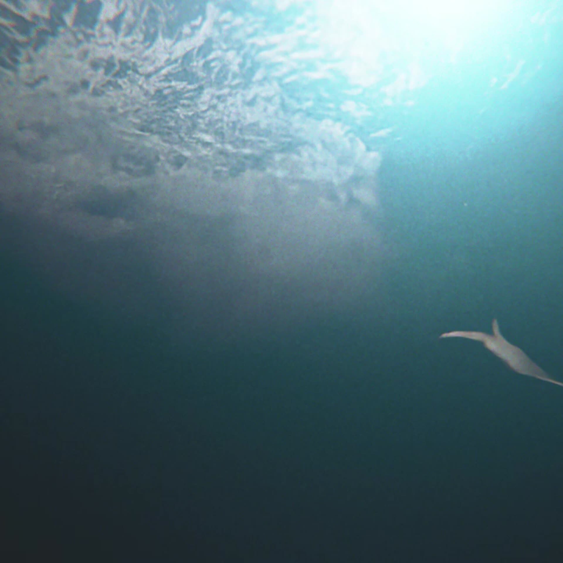 ArtStation - Blender shark VFX breakdown