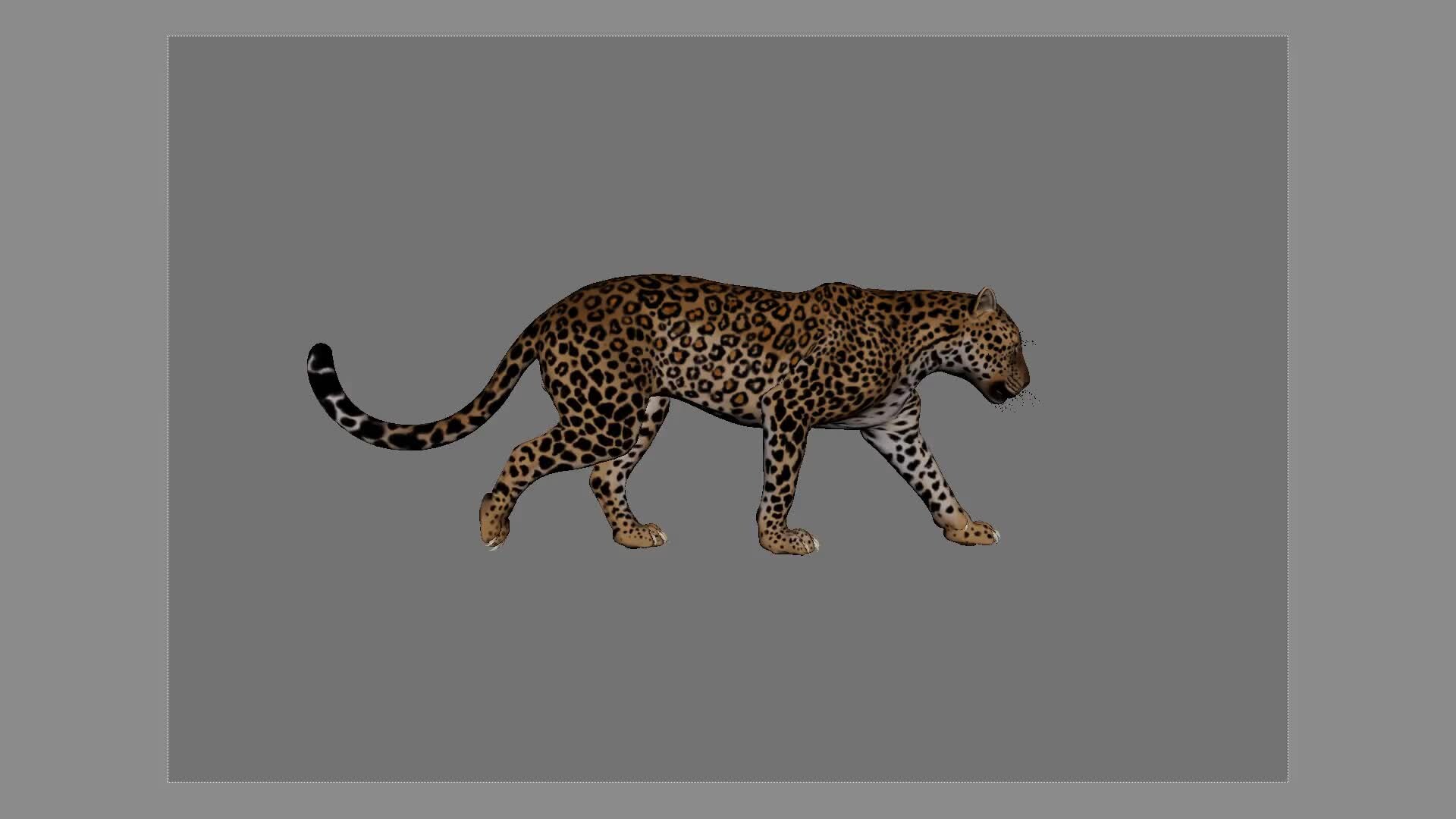 ArtStation - Leopard Walk Cycle and Extra Animations