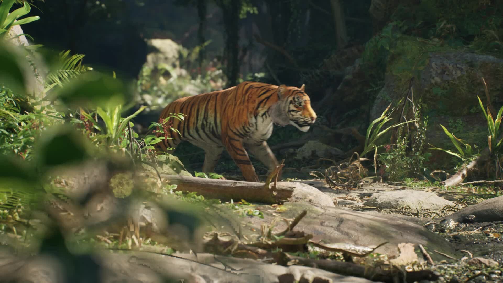 ArtStation - Tiger_animation