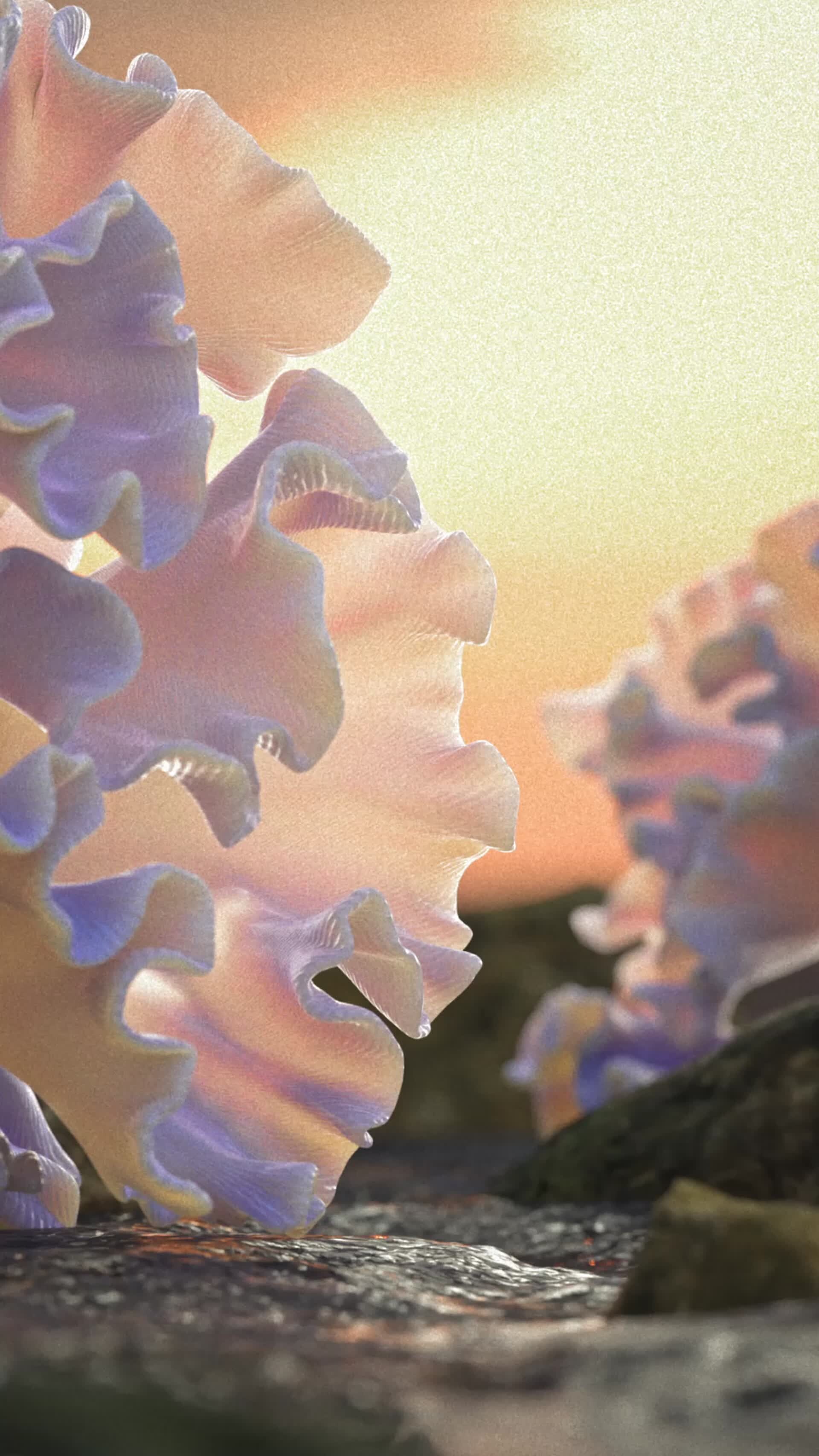 ArtStation - Coral - Animation Variants