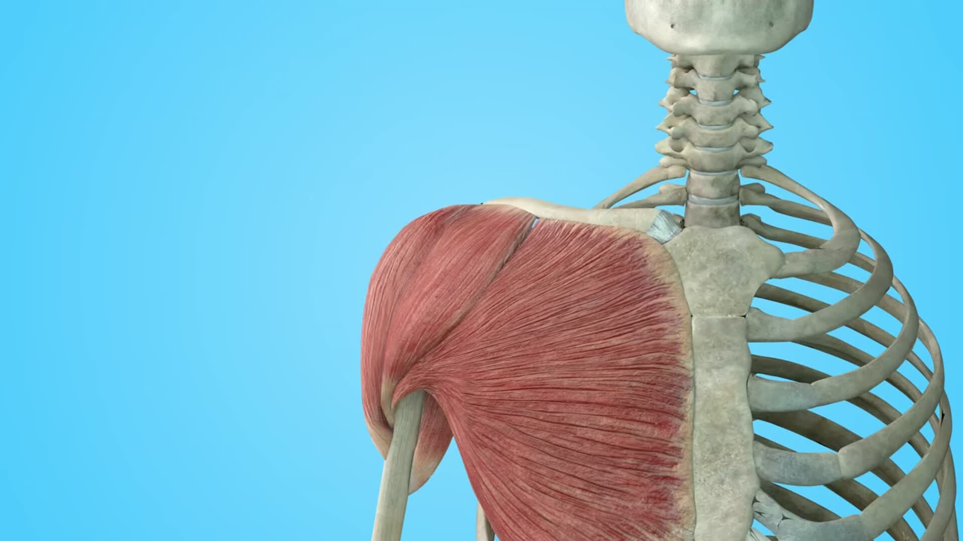 ArtStation - Shoulder Bursa Compression