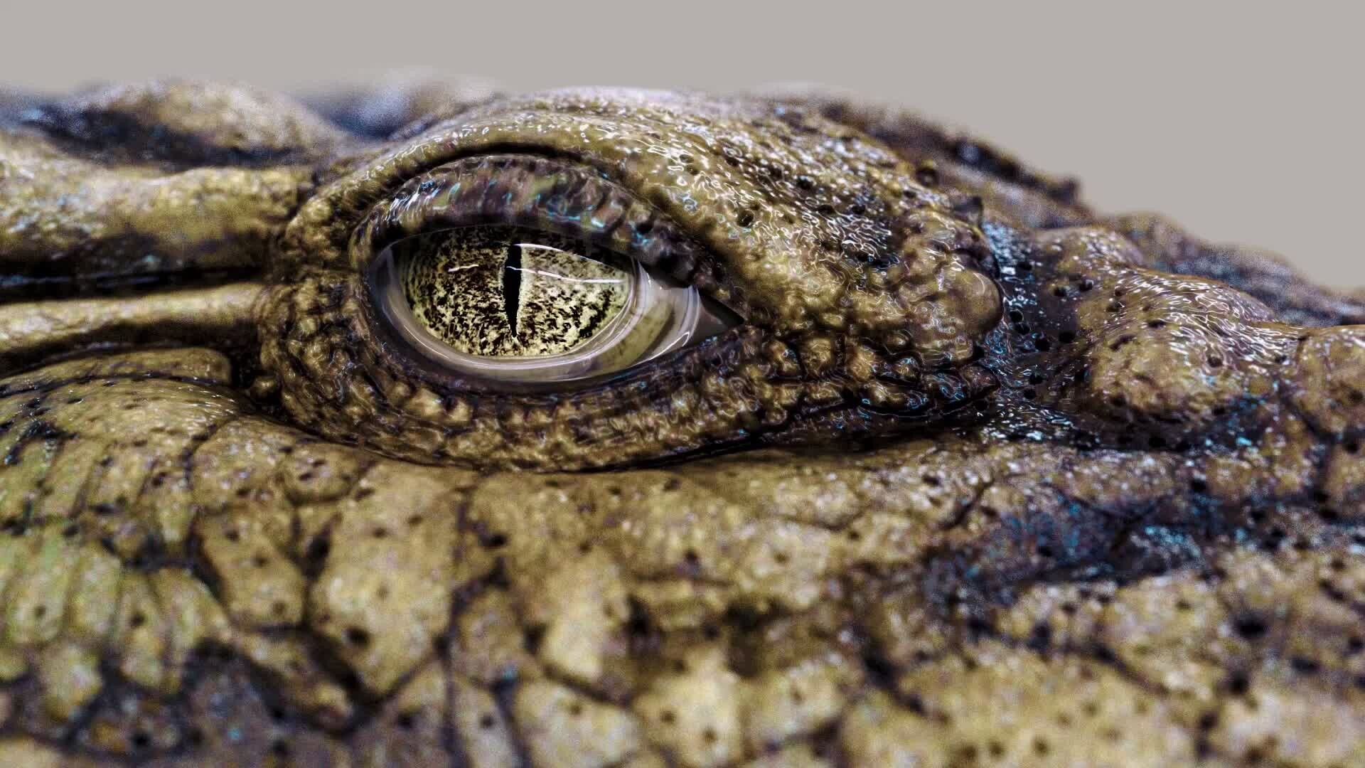 ArtStation - New crocodile model
