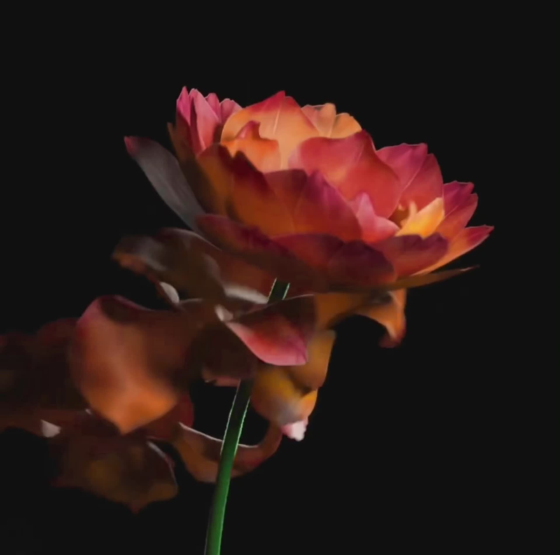 ArtStation - Infinity Rose Houdini Quickie.