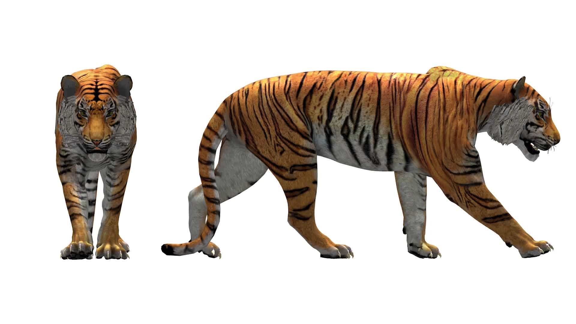 ArtStation - Tiger Walk cycle