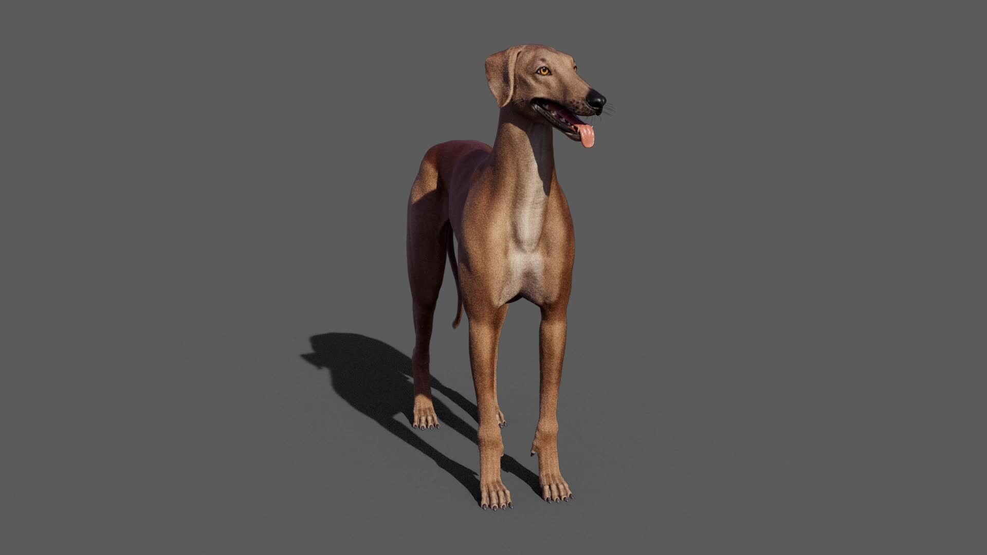 ArtStation - Indian dog