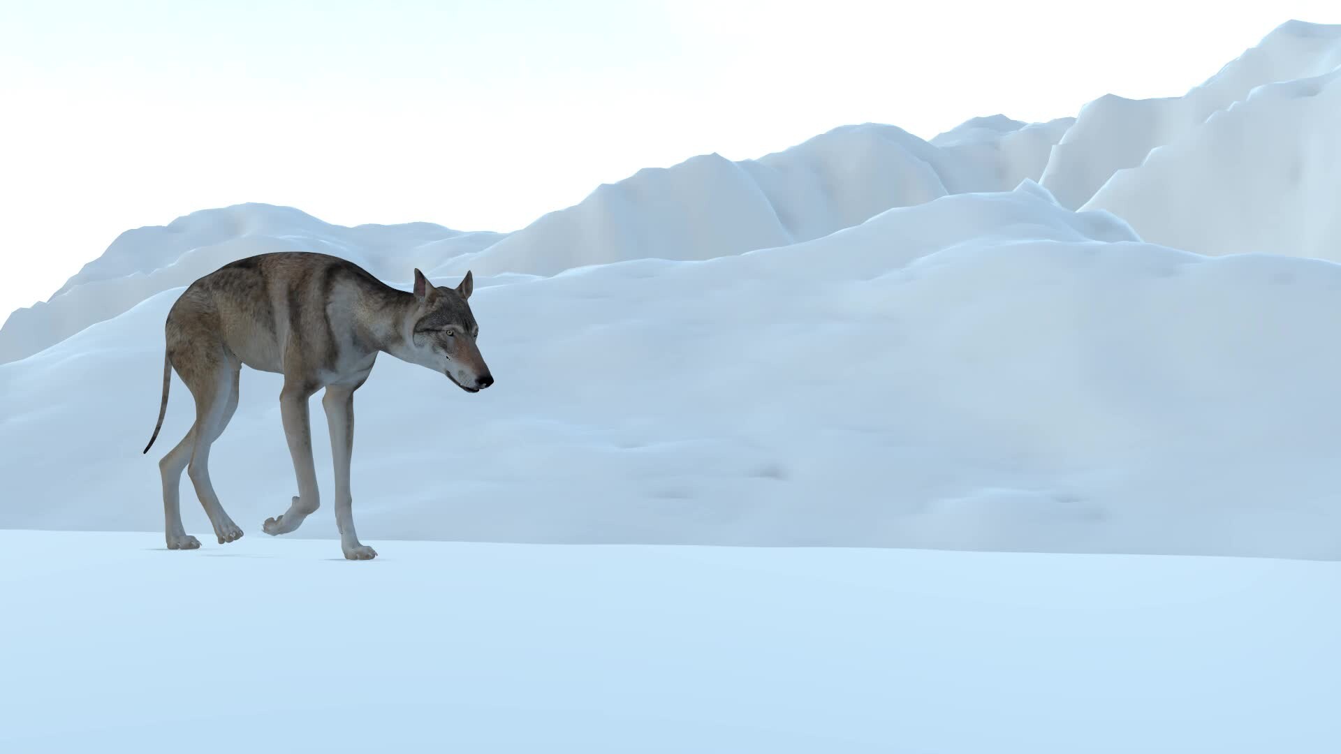 ArtStation - Wolf animation