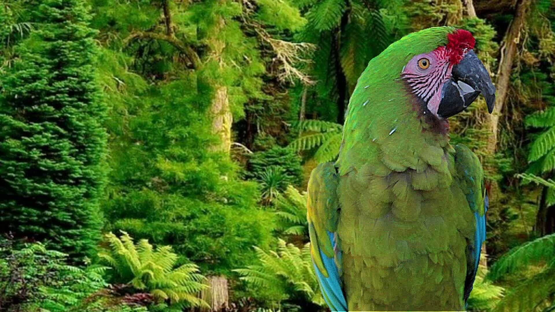 ArtStation - Parrot movie