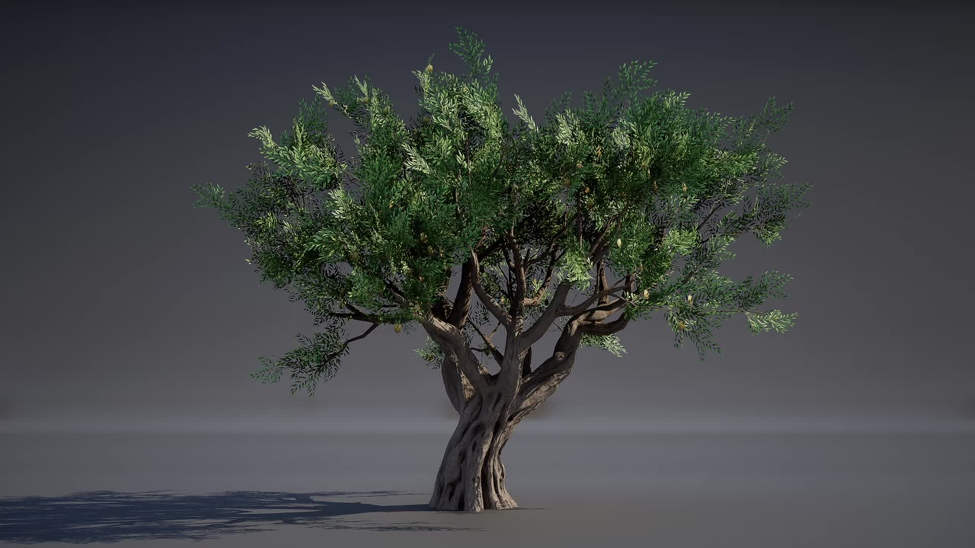 ArtStation - Olive Tree Stylized