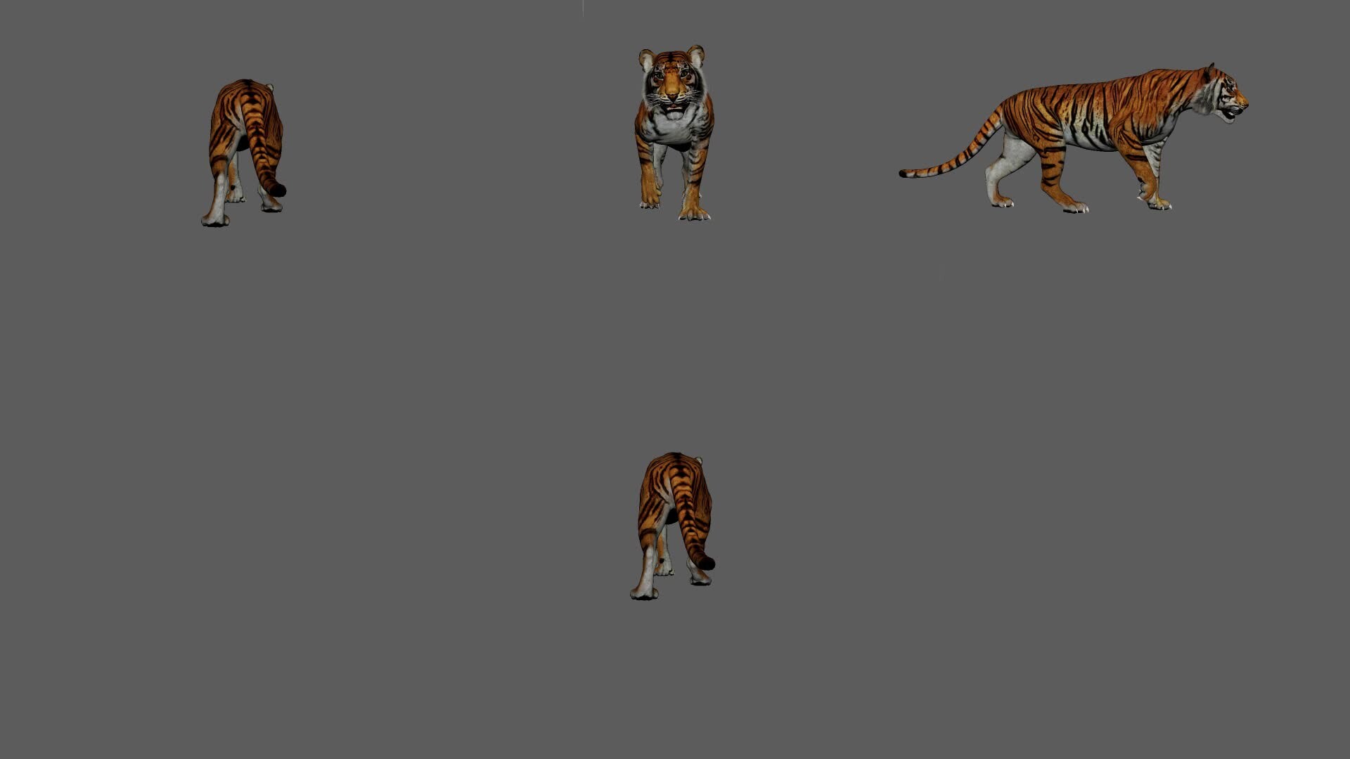 ArtStation - Tiger Walk Cycle