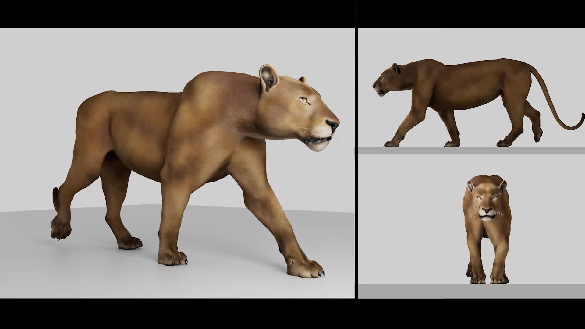 ArtStation - Lion Walk Cycle