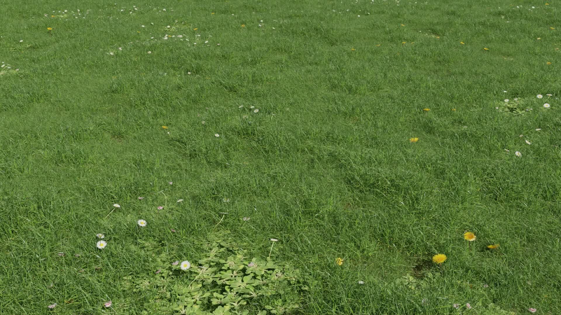 ArtStation - Grass and Flowers (Geometry Nodes)