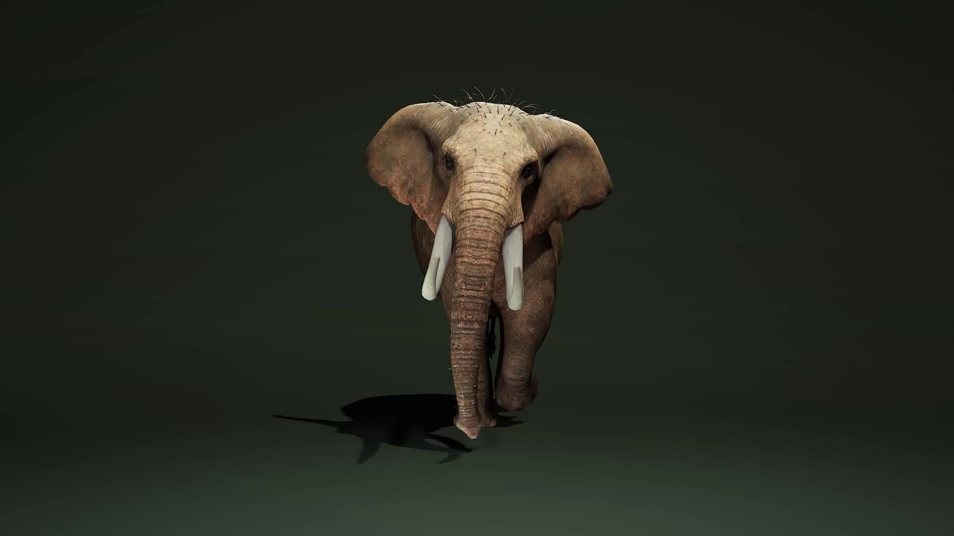 ArtStation - Elephant Walk Cycle Animation