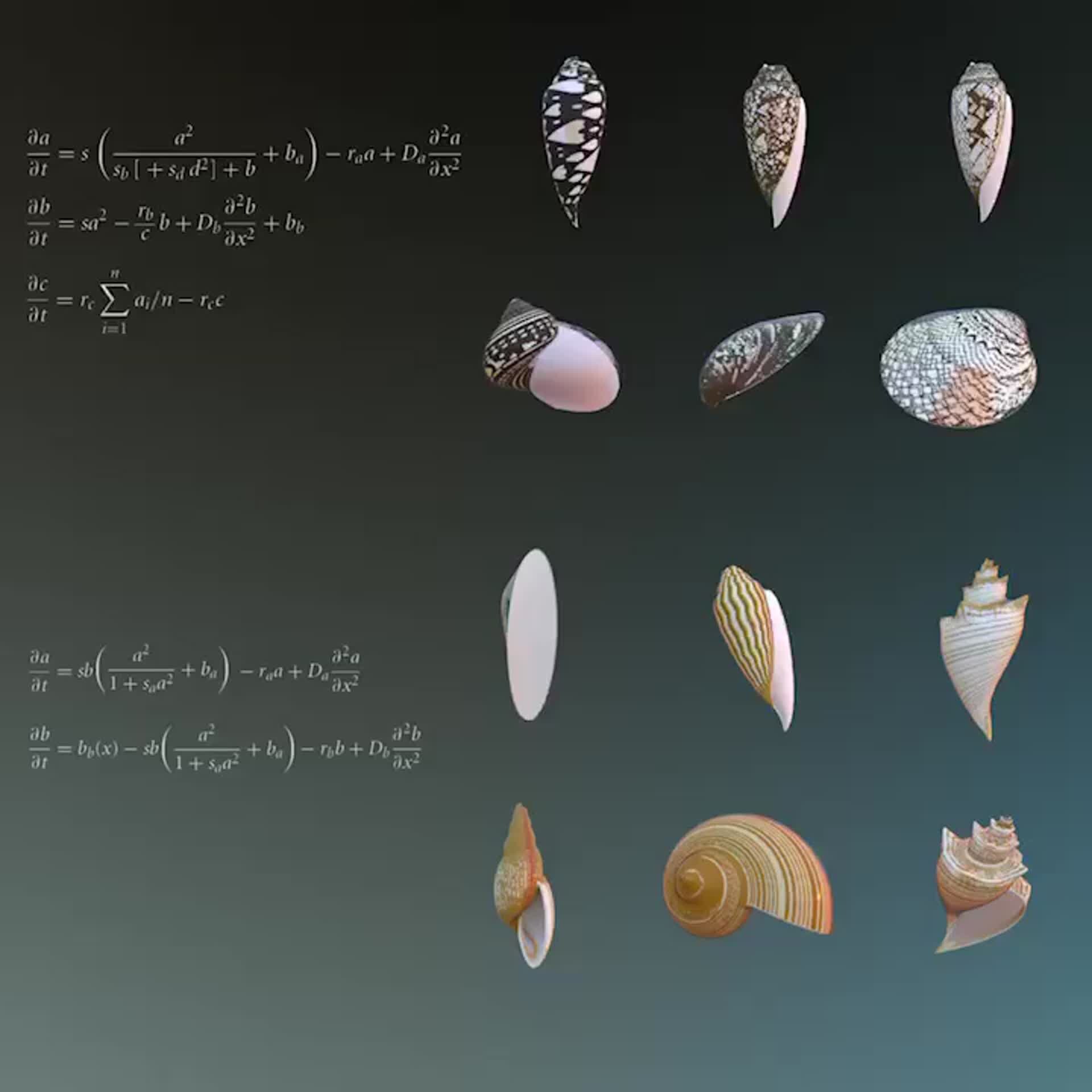 ArtStation - Procedural Modeling seashells And Mathematical Description
