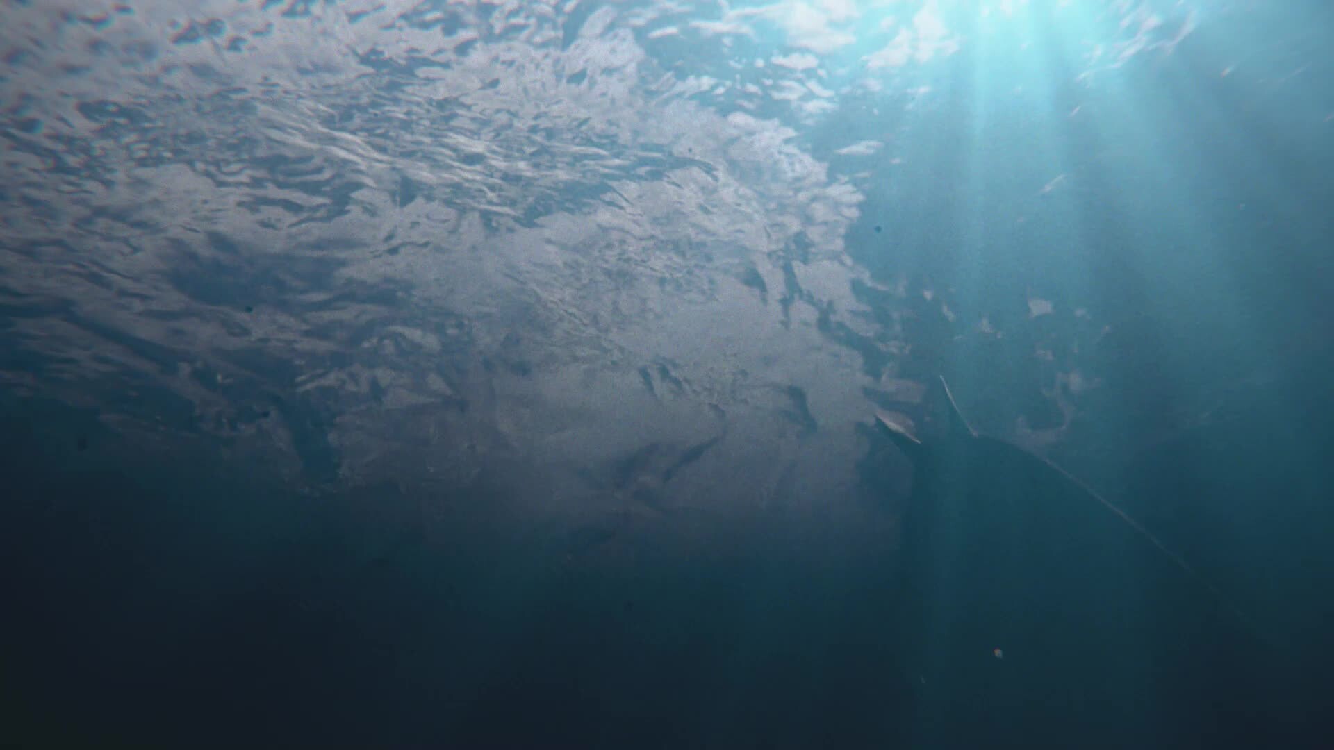 ArtStation - Manta Ray Animation