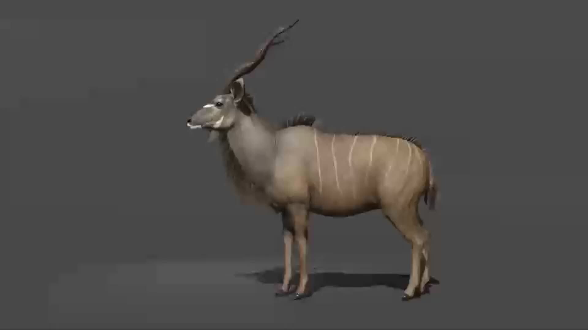 ArtStation - Greater Kudu 3D animation pack