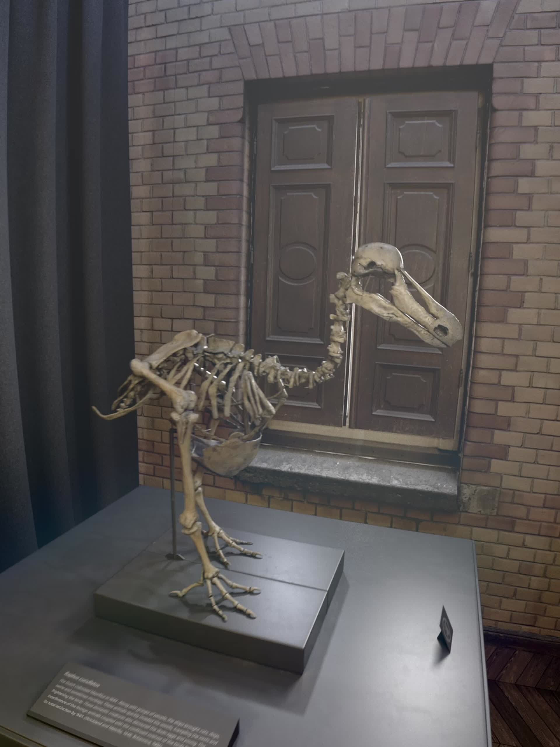 ArtStation - Museum Dodo