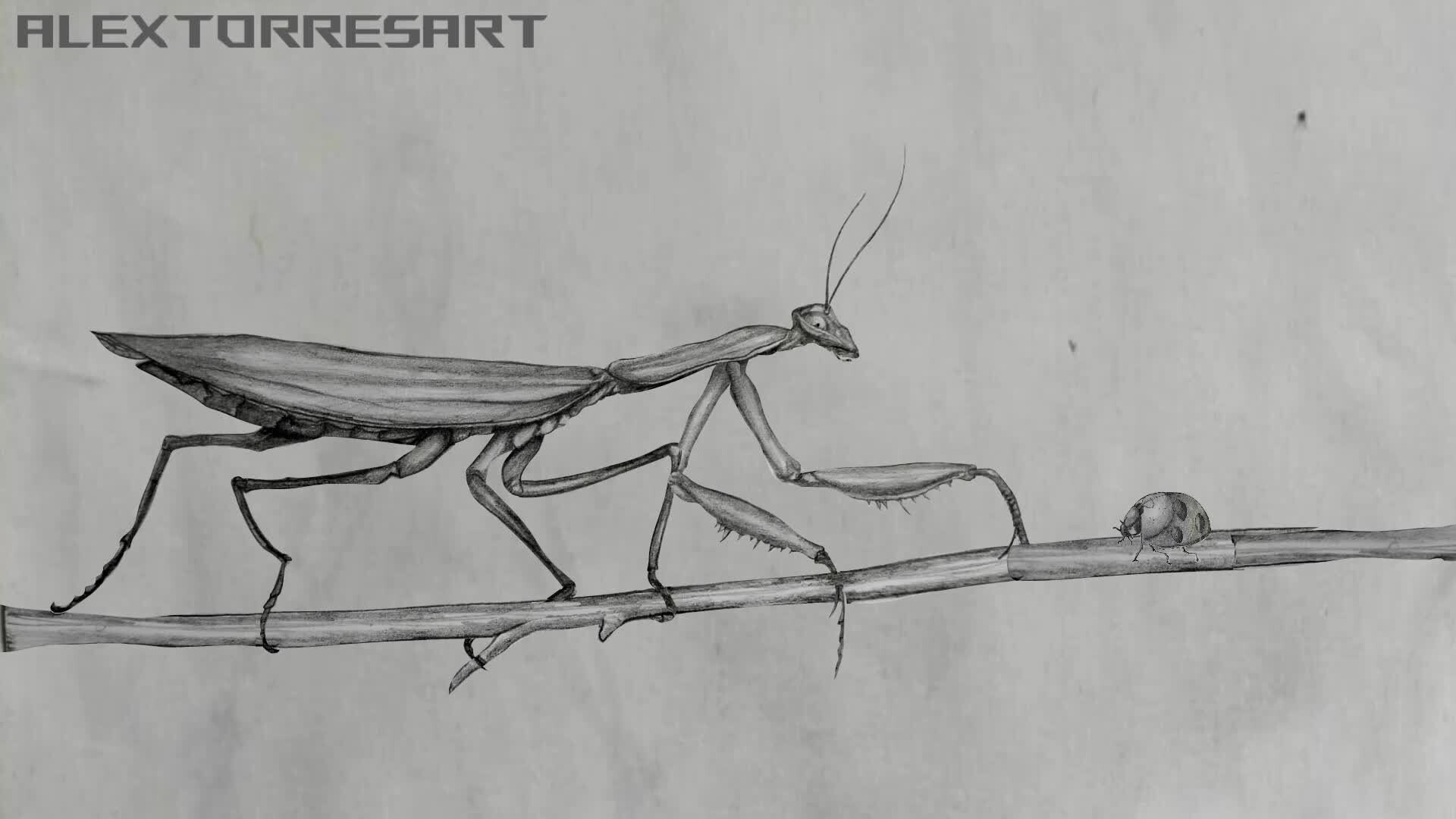 ArtStation - Mantis eats ladybug - Animation