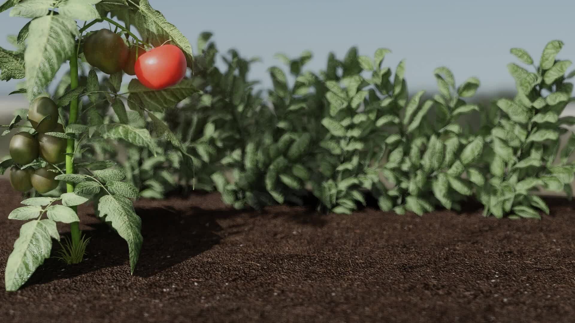 ArtStation - Tomato Animation