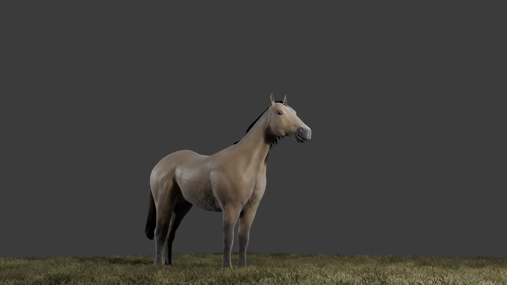 ArtStation - Rearing horse Animation