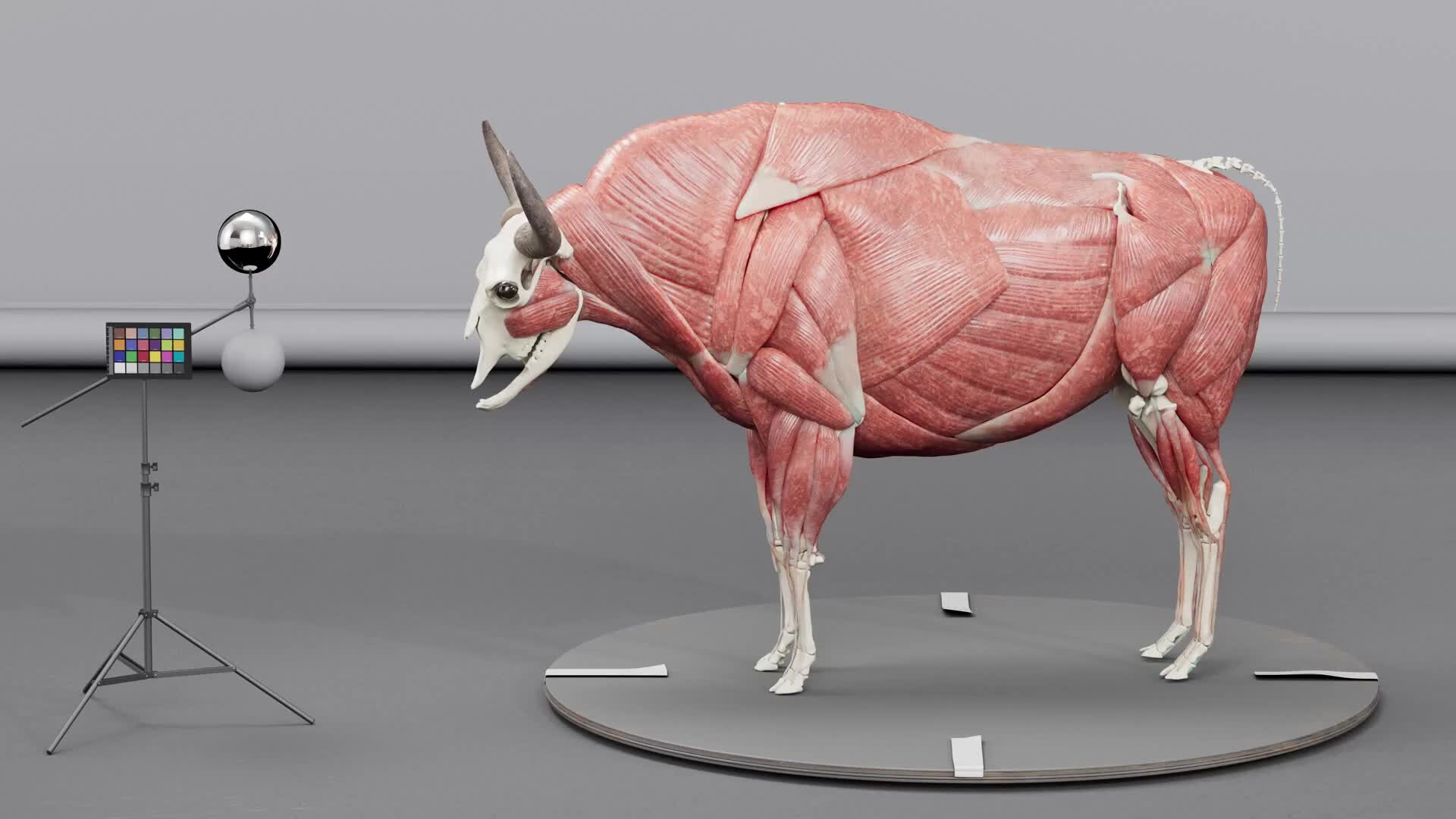 ArtStation - European Bison muscle simulation