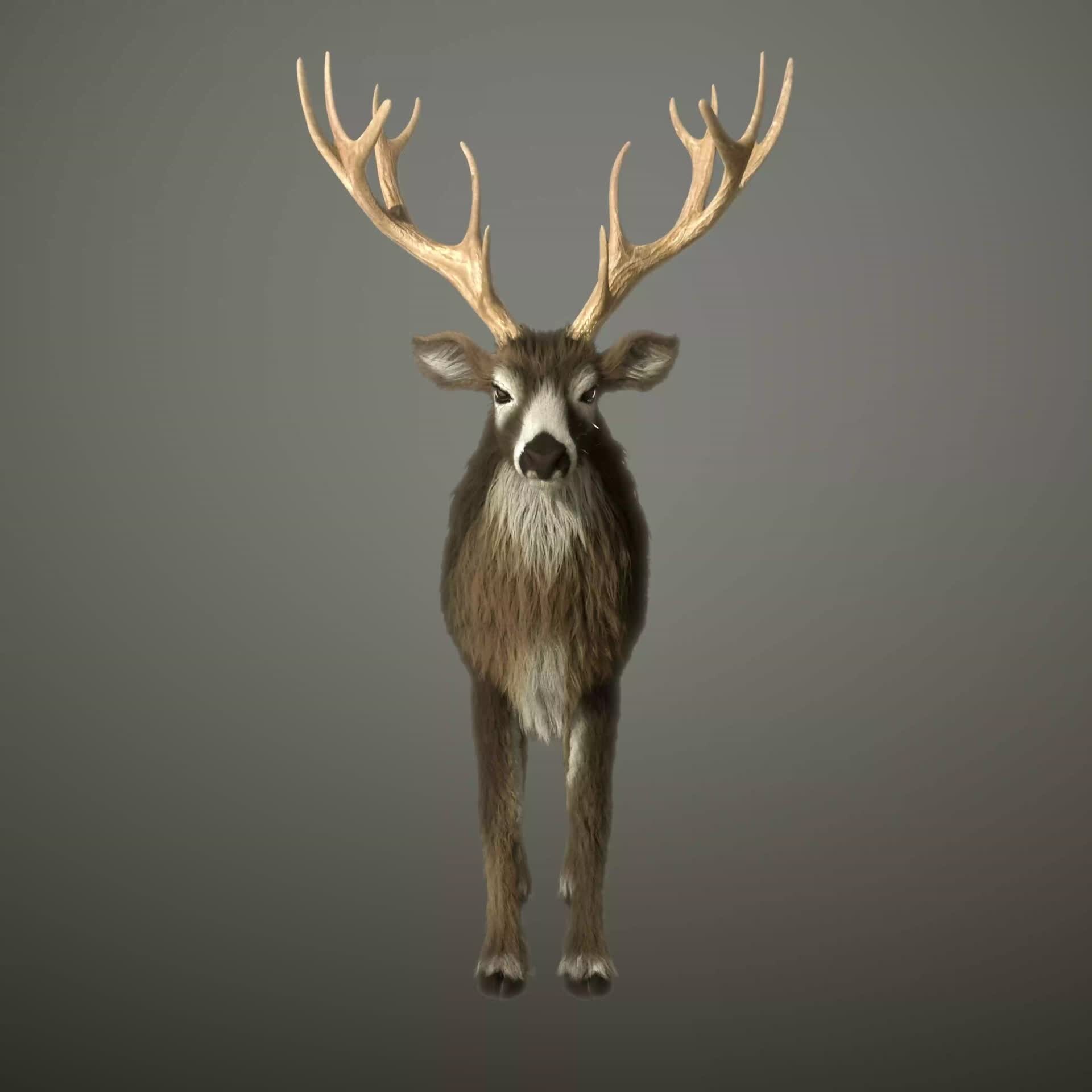 ArtStation - Peary caribou- Reindeer
