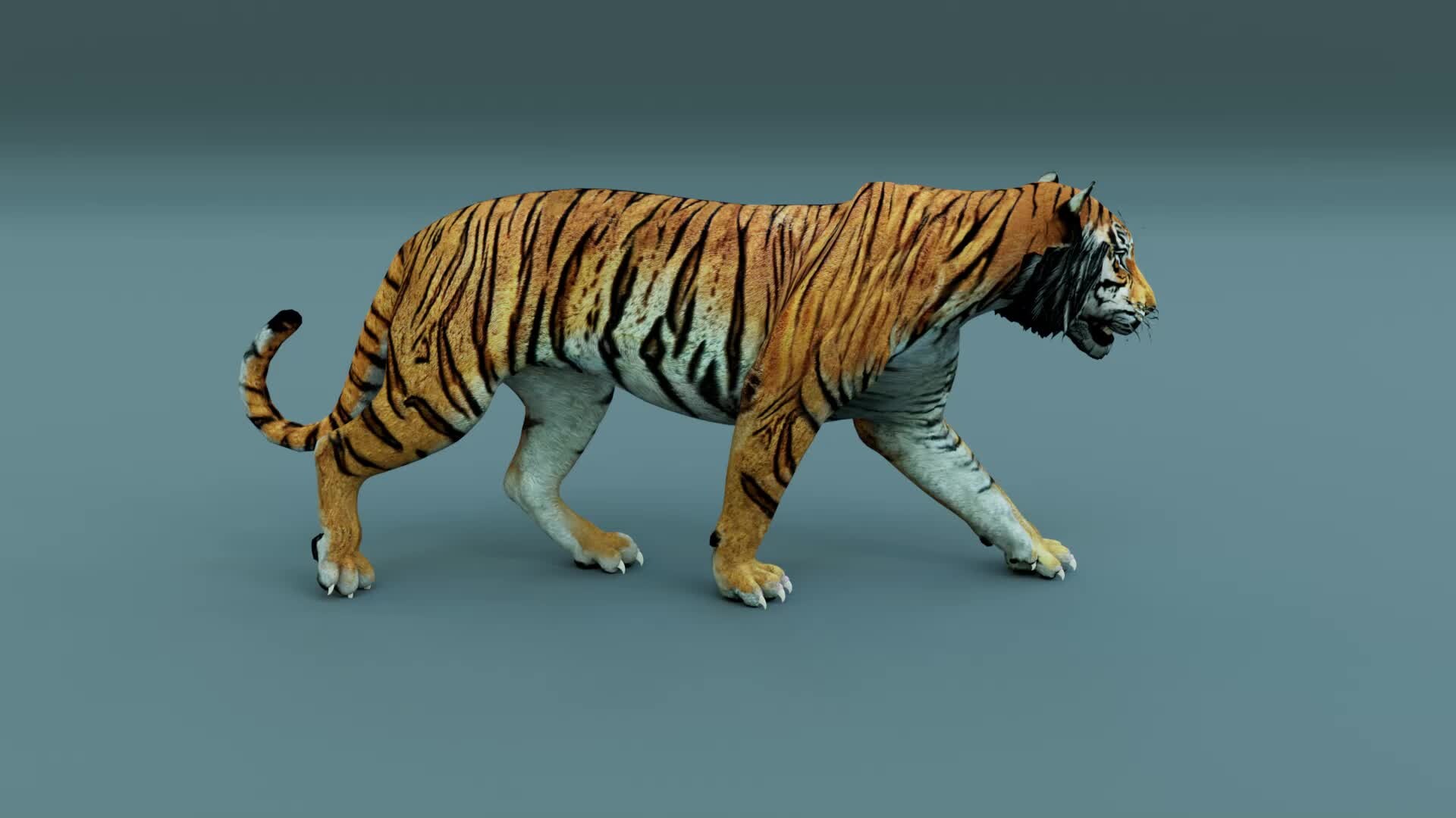 ArtStation - Tiger Walk Cycle