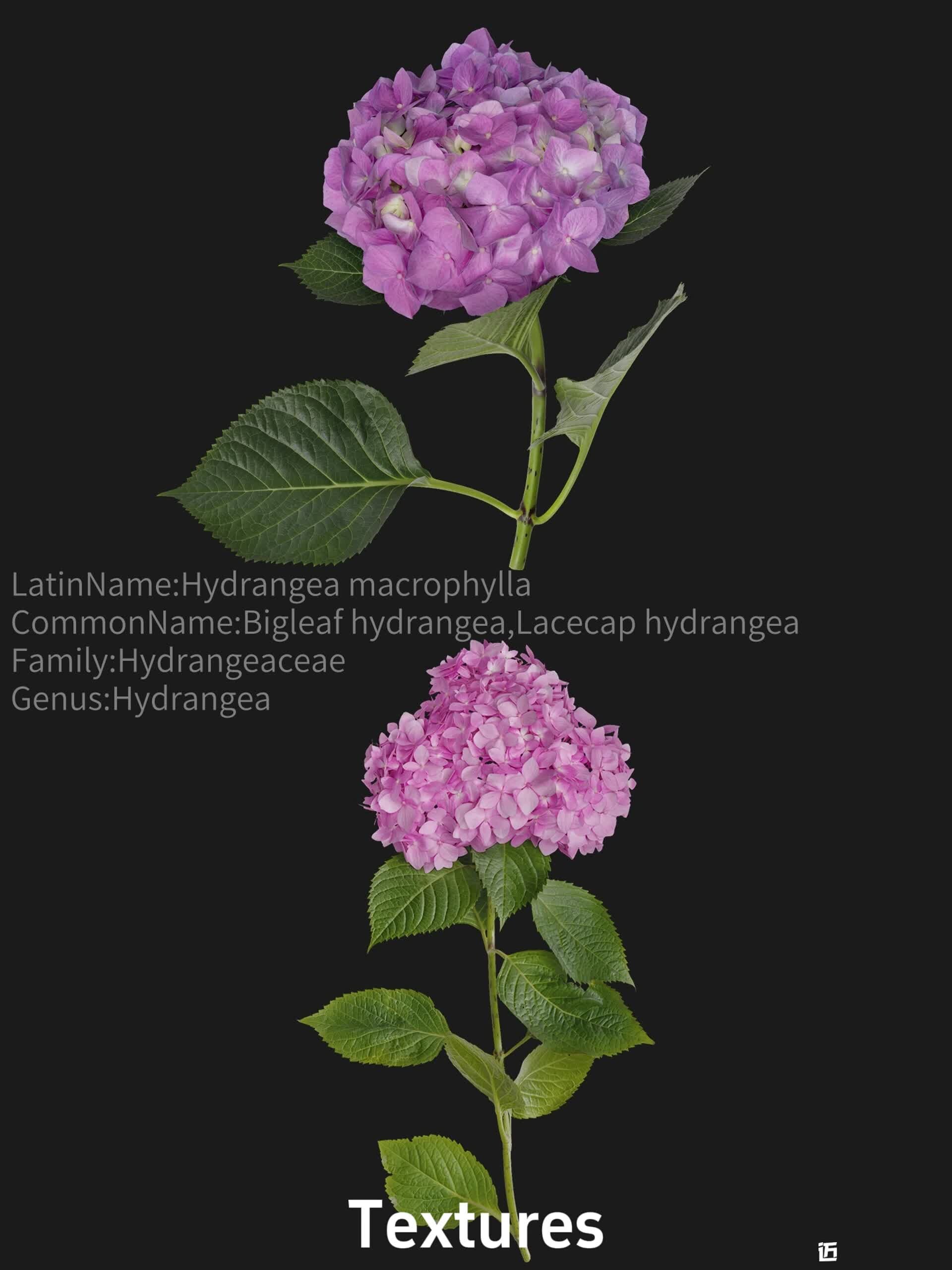 ArtStation - Digital Archive of Plants - Hydrangea macrophylla