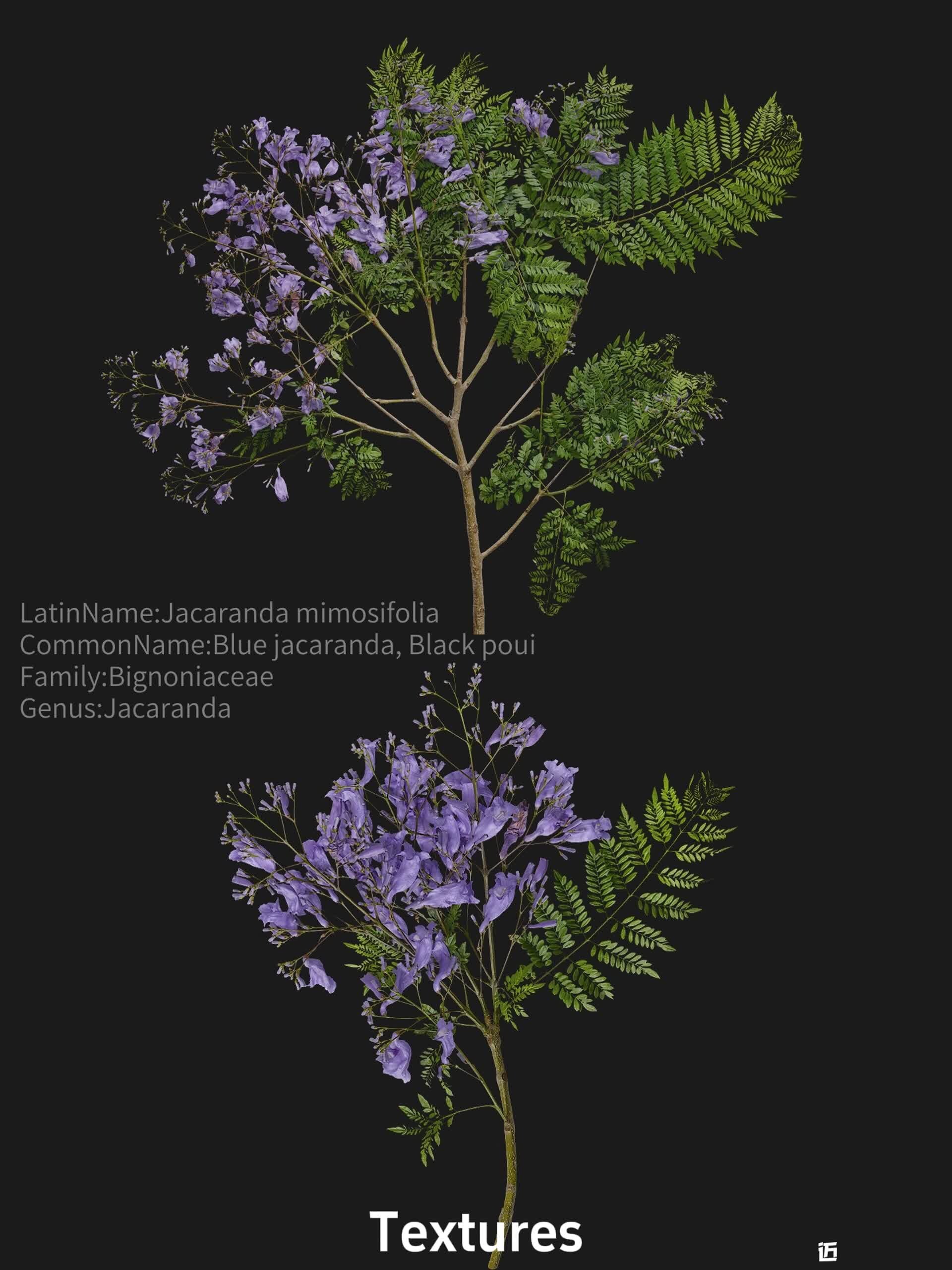 ArtStation - Digital Archive of Plants-Jacaranda mimosifolia