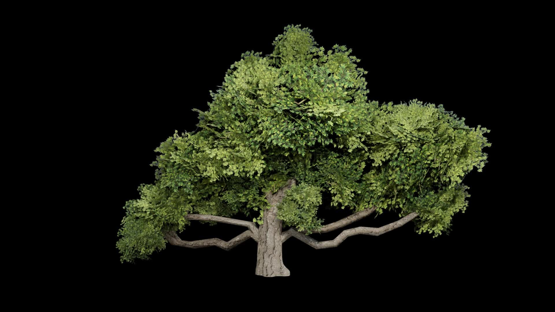 ArtStation - Foliage 3D Model