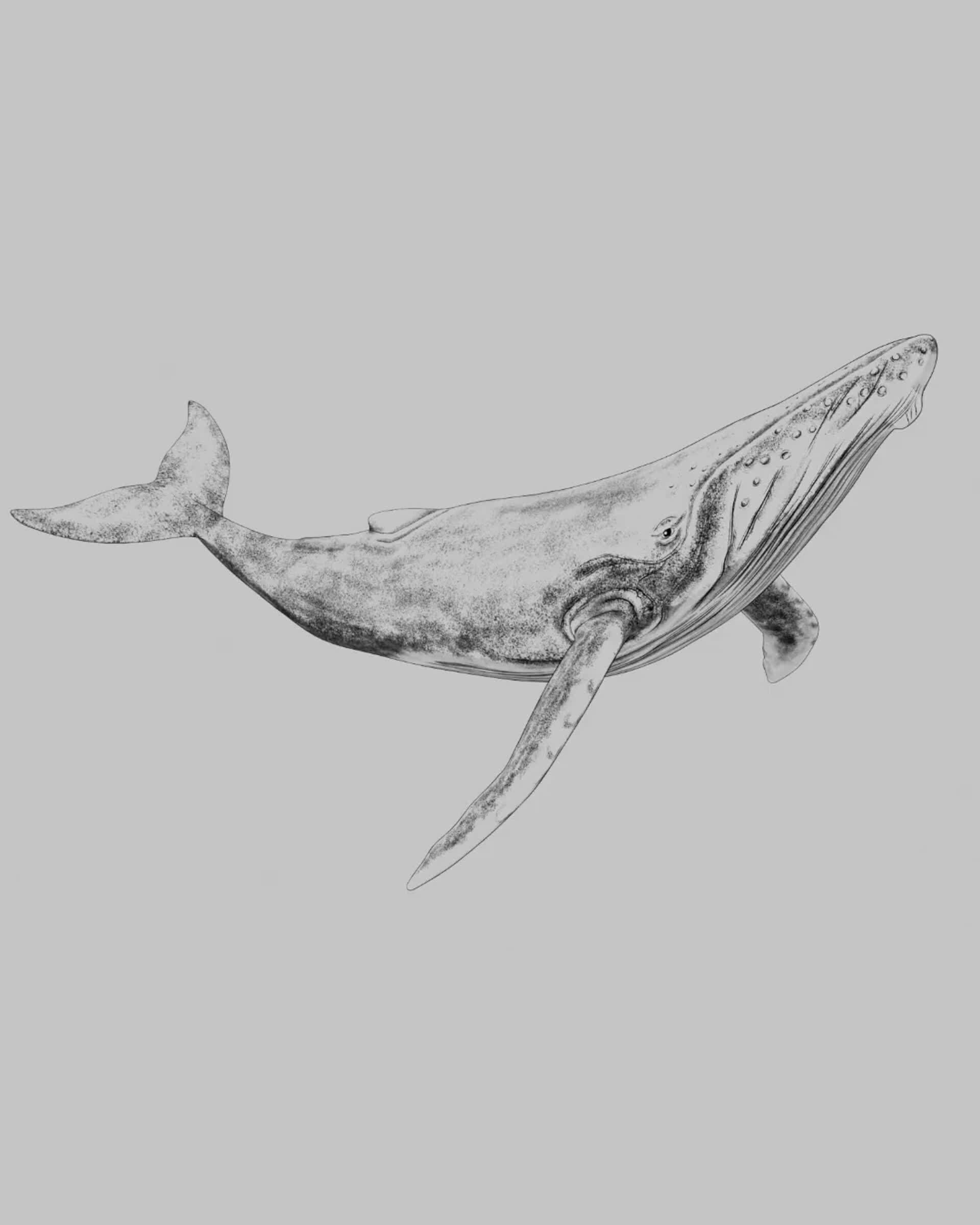 ArtStation - Whale