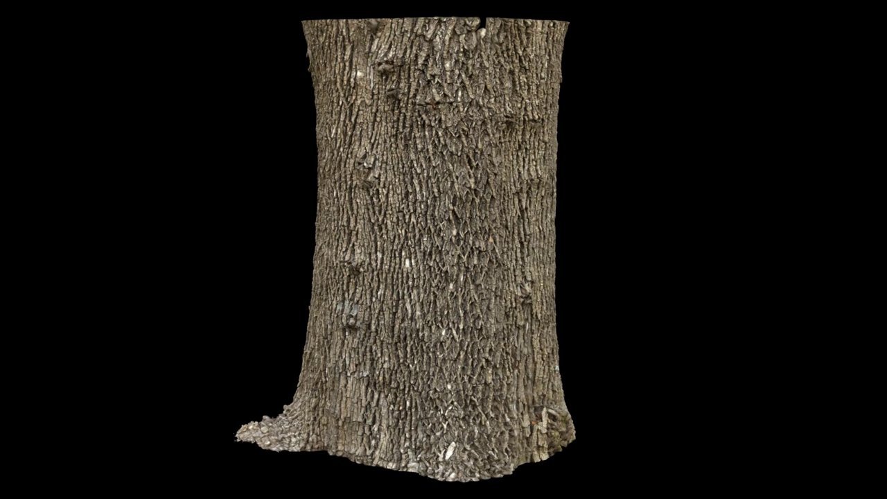 ArtStation - Tree Trunk TT01